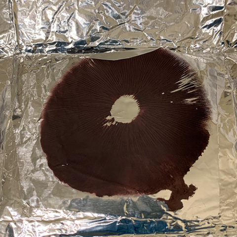 Psilocybe Azurescens Swab Pack - Sonoran Spores