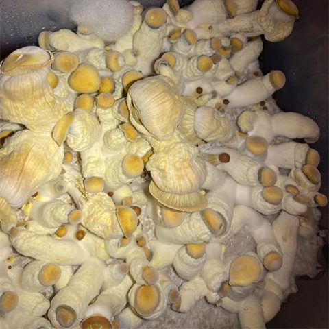 Premium Melmac Swabs - Sonoran Spores - Ships FAST!