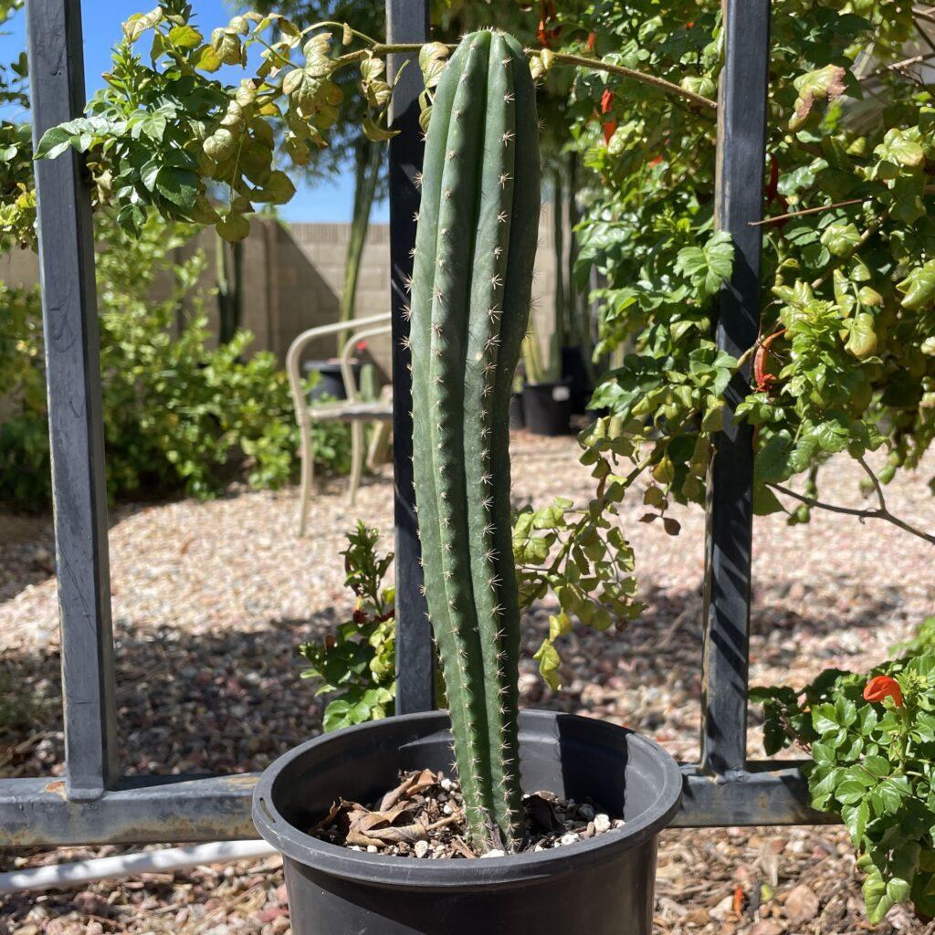 XL Dr. G Scop x (Super Pedro x J3) Seedling - Sonoran Spores